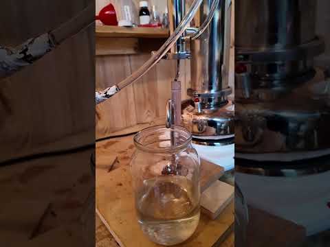 Can you distill oil from lemon leaves? #distilling #diy #essentialoils #plants
