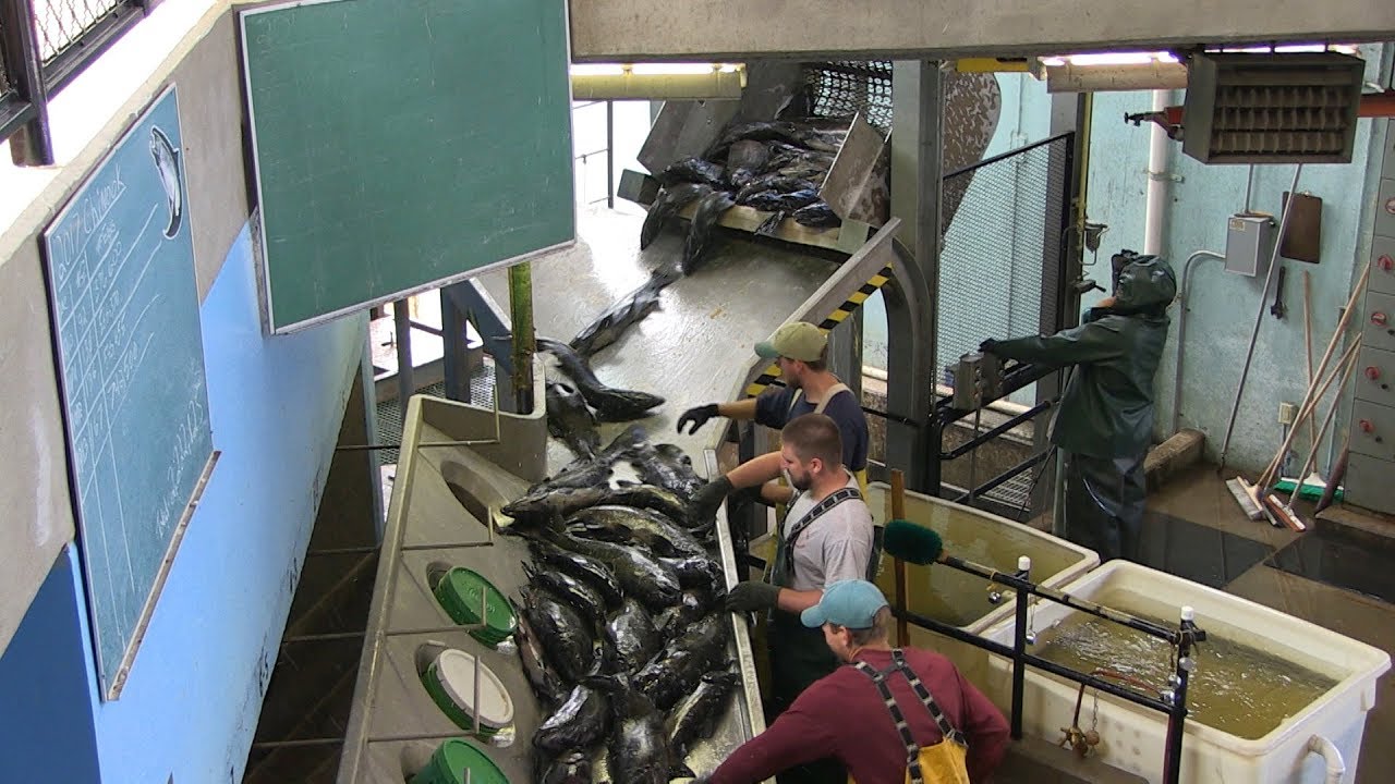 Salmon River Hatchery - Egg-take & Fertilization Process