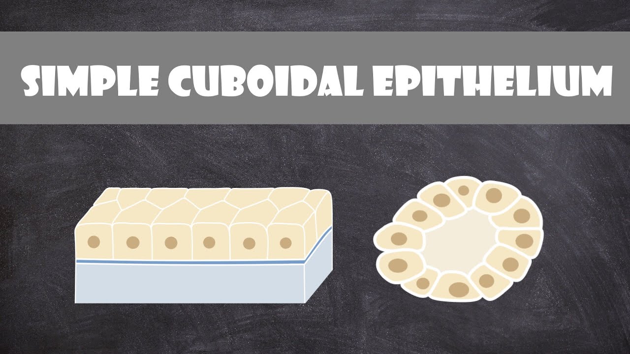Simple Cuboidal Epithelium | Anatomy