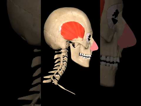 Temporal and mandible muscles #anatomy #humanbody #muscularskeletal #skullanatomy #biology #shorts