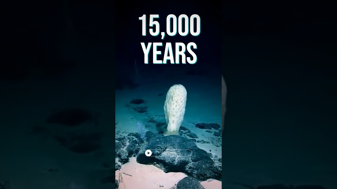This Longest Lived Creature Defies Concept Of Time