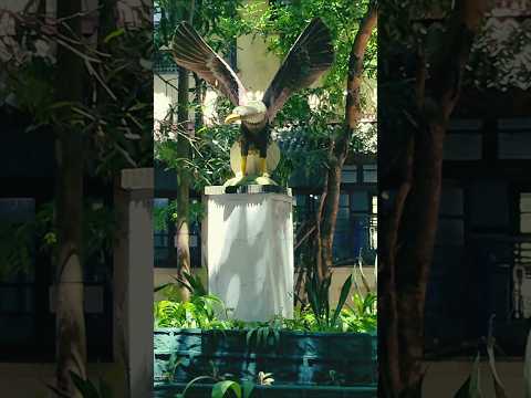 උගුස්සා:Eagle #nature #beats #beautiful #travel #srilanka #youtube #shorts #paradisepassport