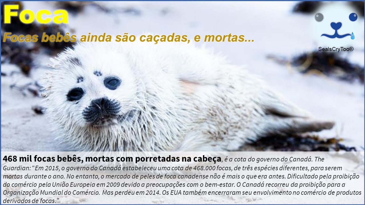 SealsCryToo® - 468 Mil Focas Bebês