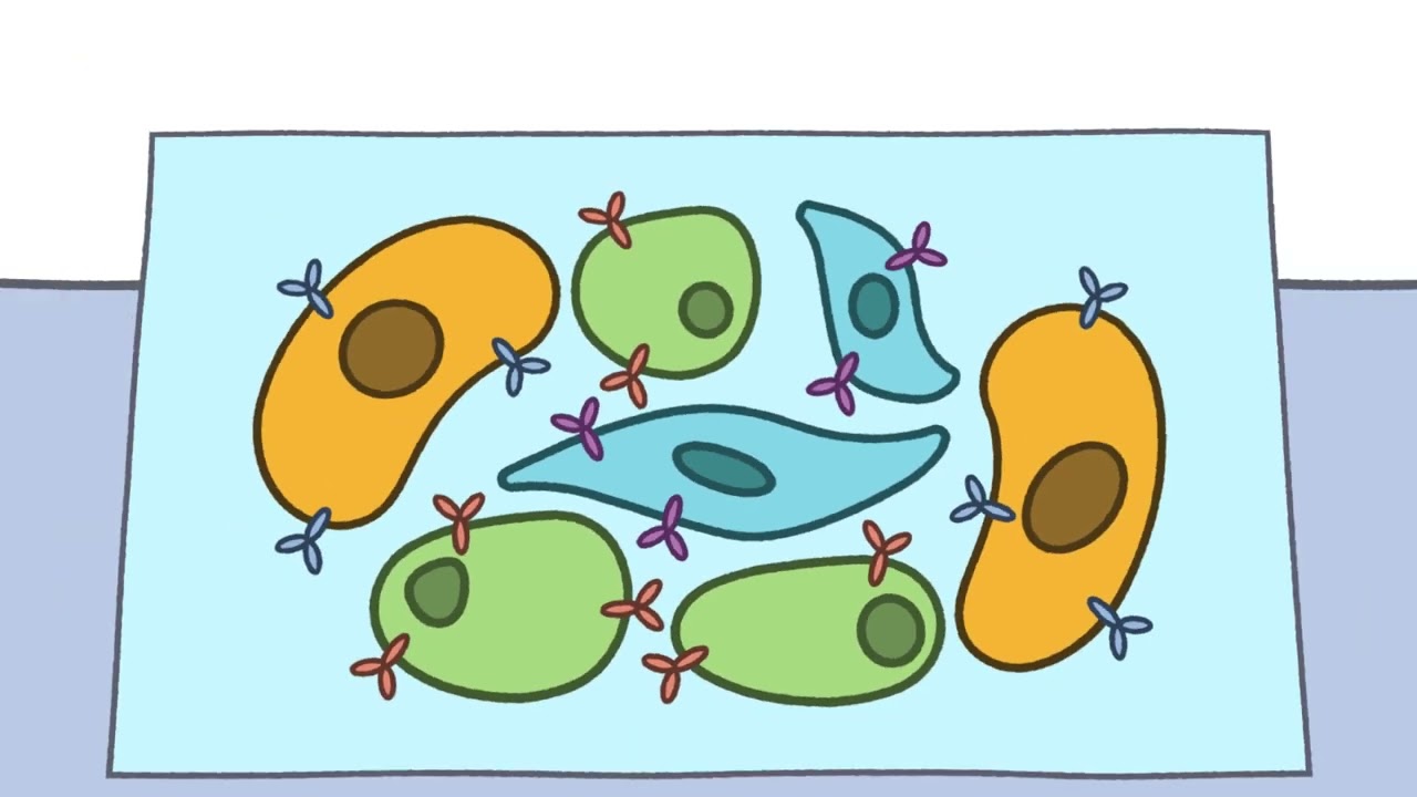 How to Visualize Cells: The Optical Imaging Facility at USC Stem Cell