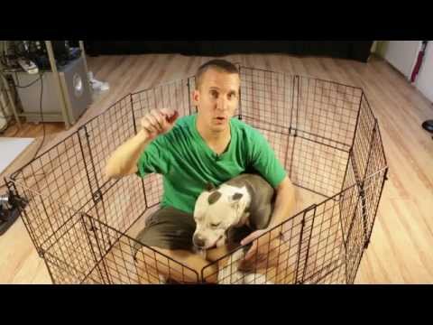 How to build a cheap DIY temporary dog playpen with parts you may already own