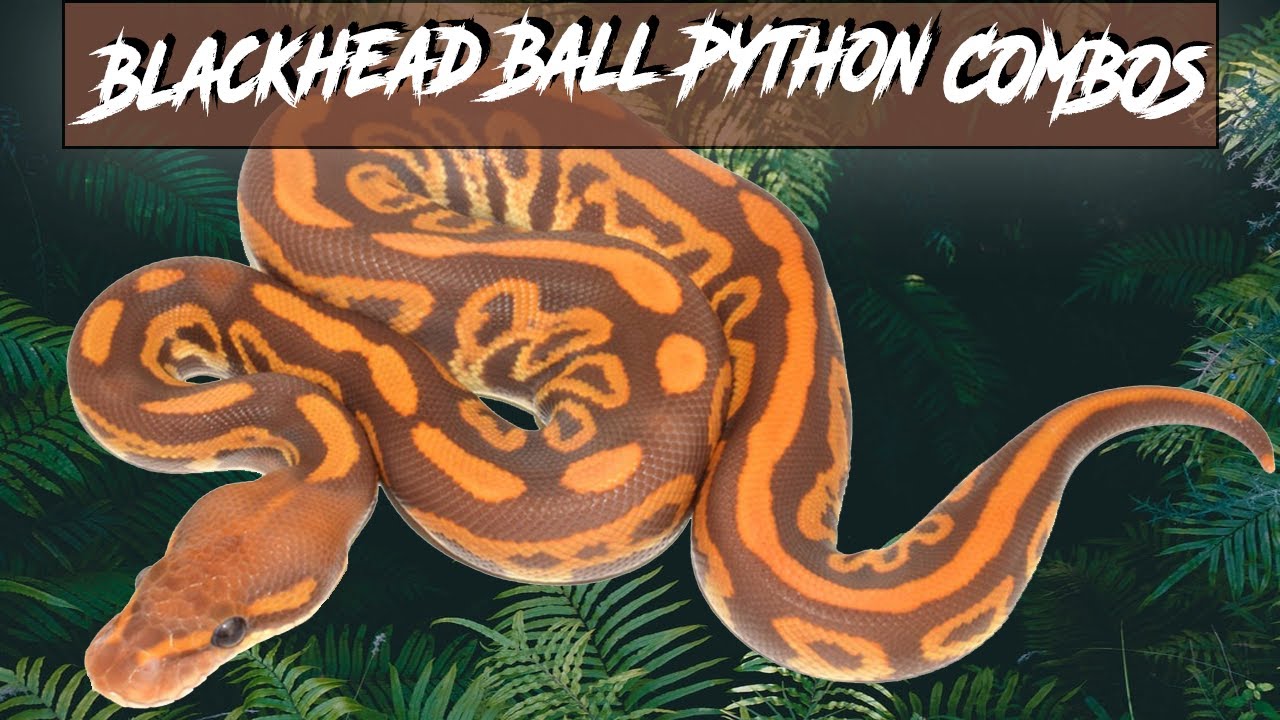 Blackhead Ball Python Morph Combos | Jack's Reptiles