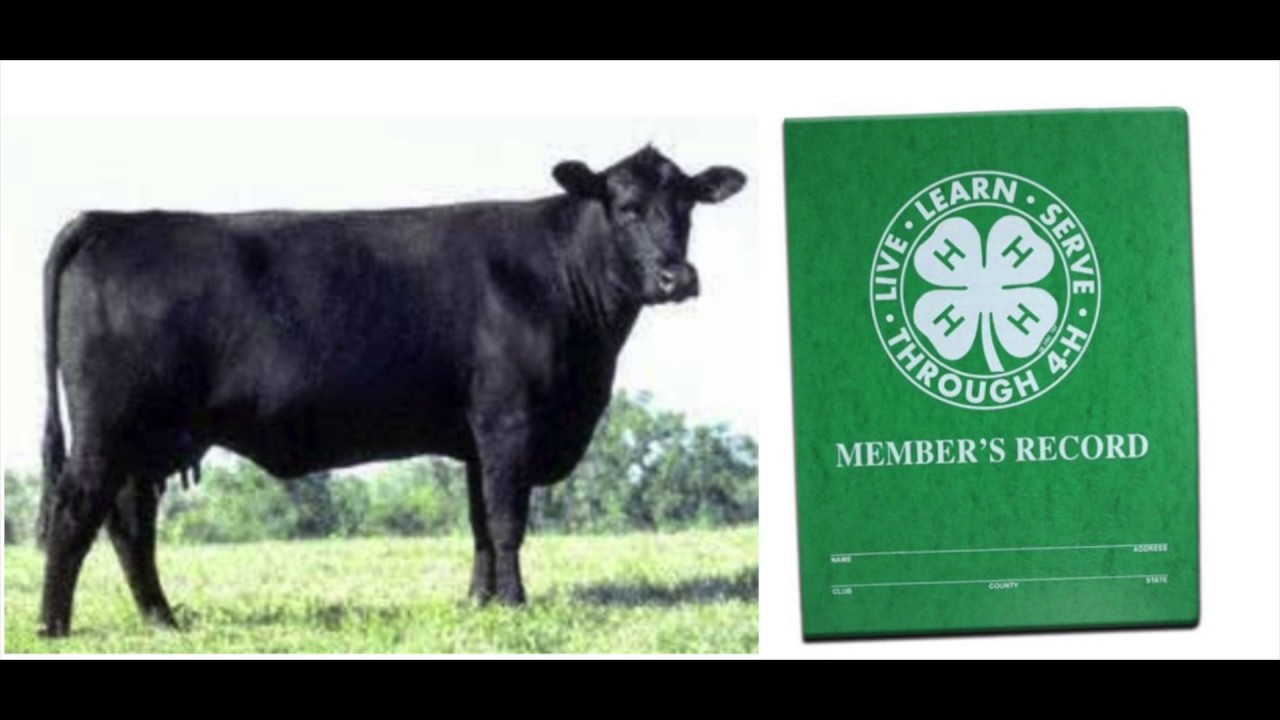 Beef Cattle Record Keeping Tutorial