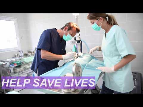 Veterinary Assistant Program | ABC