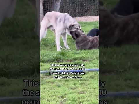 How Anatolian Shepherds take predators down