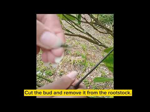 Demo148 I- Budding|Nursery Operation|Plant Propagation|Agri Crops Prod|How To Perform|Paano Gawin