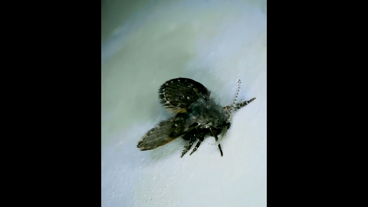 Teeny-tiny drain fly (Psychodidae)