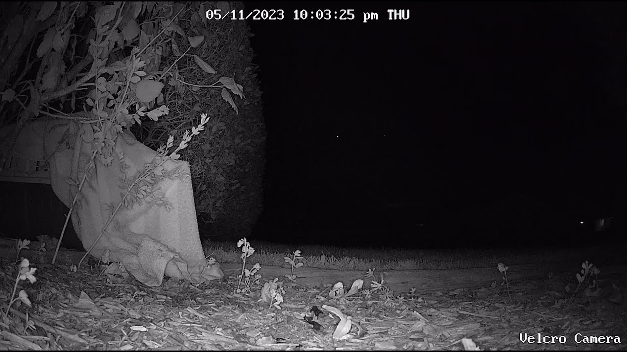 Grey fox family romps around after being reunited
