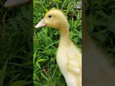 How to tell if a 3 weeks old duckling is male or female, Drake or duck by sound