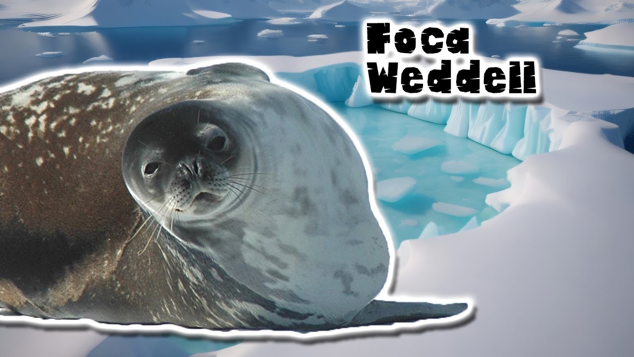 Foca de Weddell: la Leyenda del Mar Antártico - documental de animales