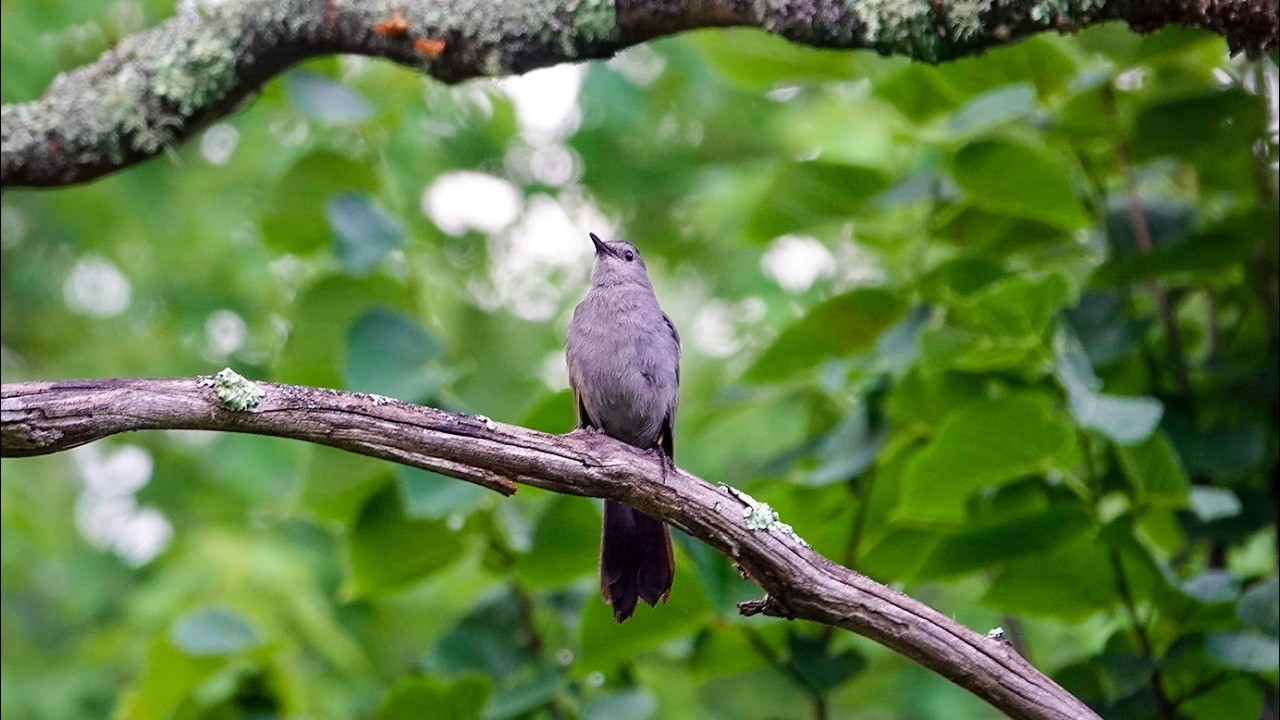 Gray Catbird: Identification (10 July 2025)