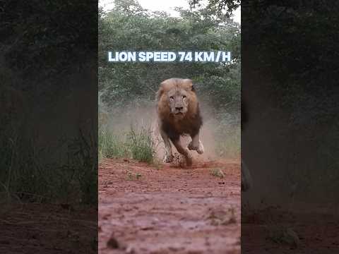 the fastest land animal in the world #trending #animals #viralvideo #youtubeshorts #cheetah #lion