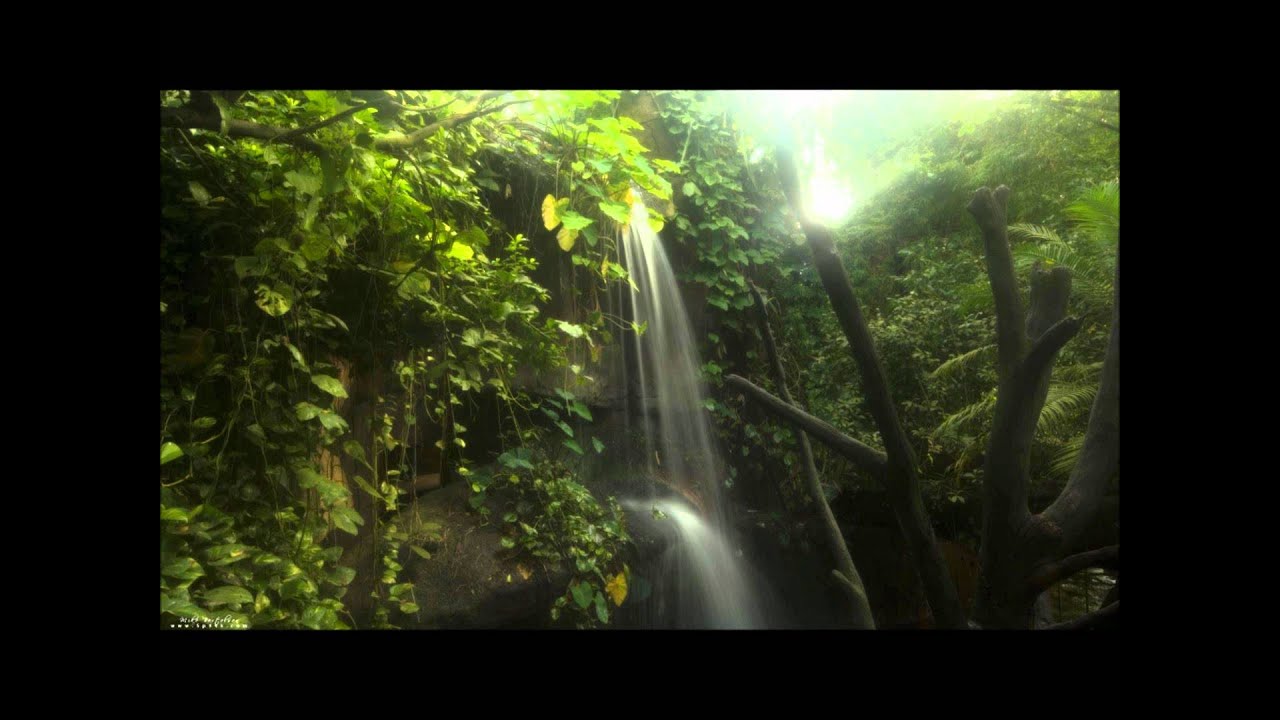 Rainforest Walk Soundscape
