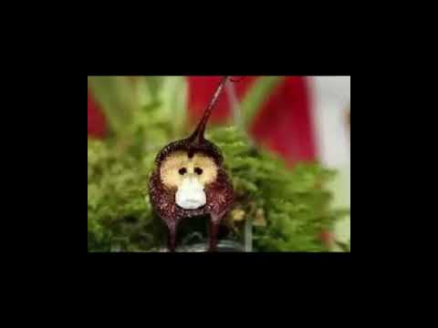 Monkey orchids plants #shorts