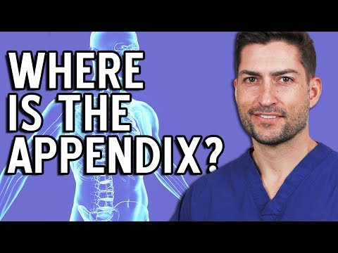 Where Is The Appendix Located In The Body?