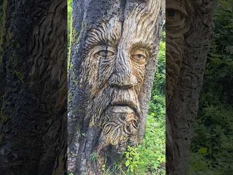 We found a real Ent from Lord of the Rings #trees #mythical #adventure #outdoors