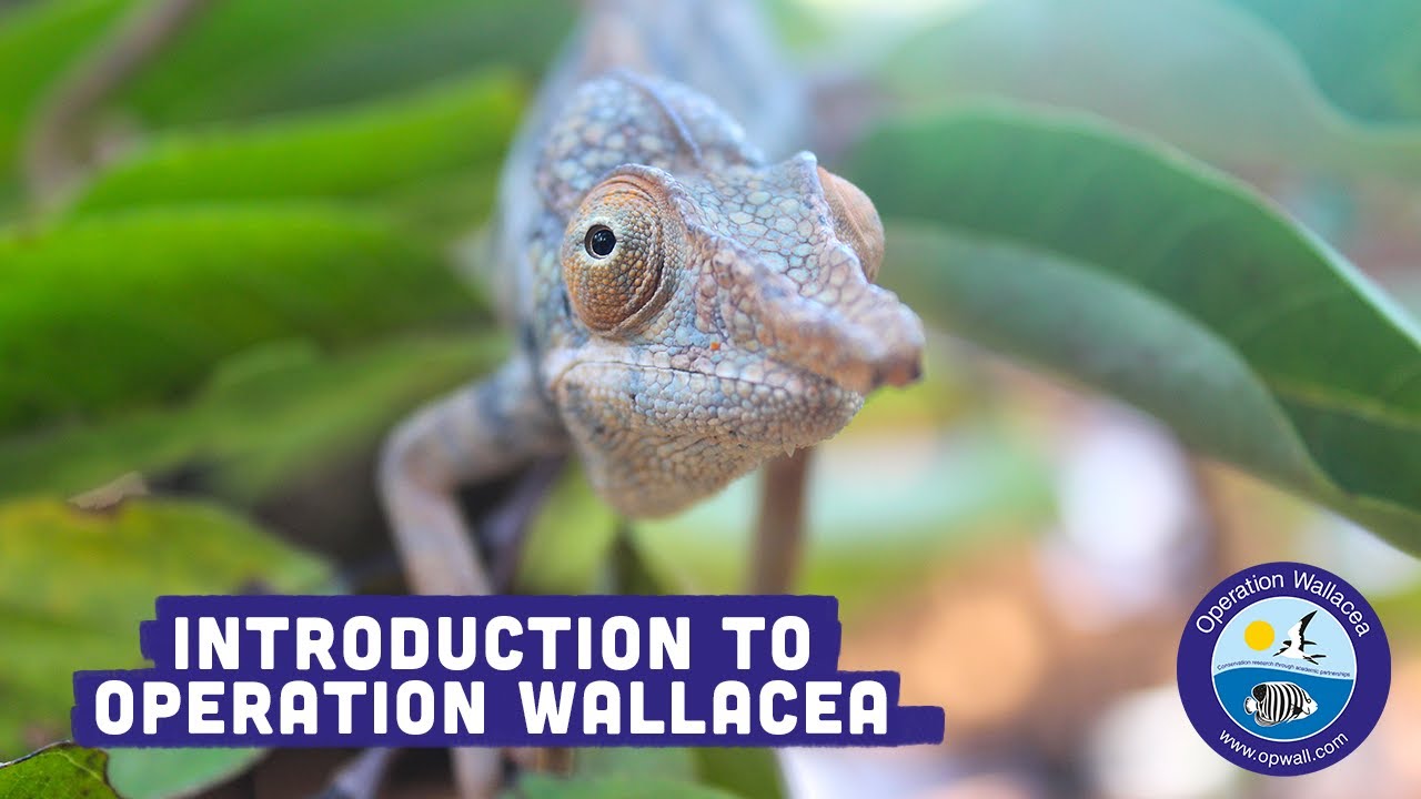 Introduction to Operation Wallacea