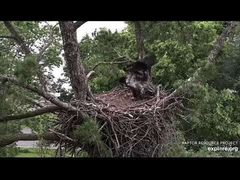 Trempealeau Eagles 6-18-25 TE3 wingercizes, nestorations