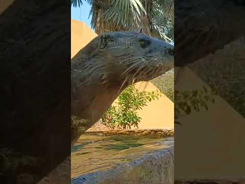 la nutria #nutrias #animal #otter #florida