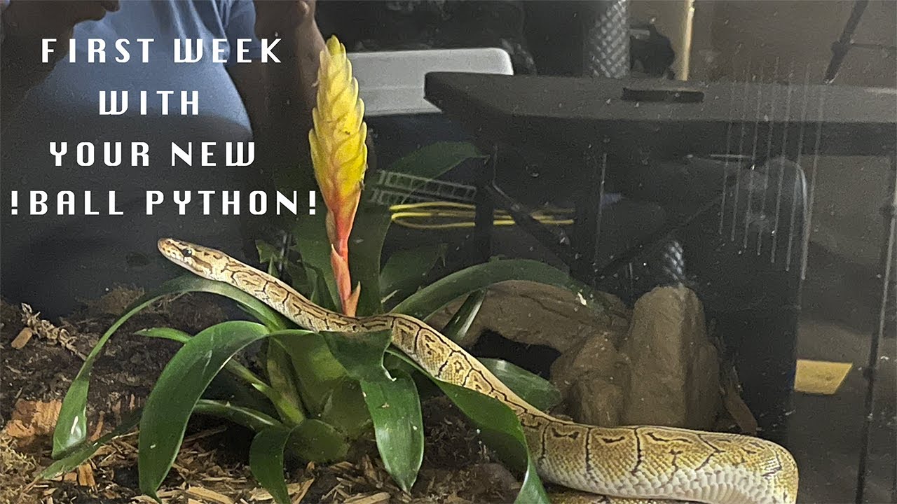 | NEW SNAKE | First Week With Your NEW BALL PYTHON