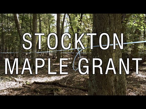 Stockton Maple Grant