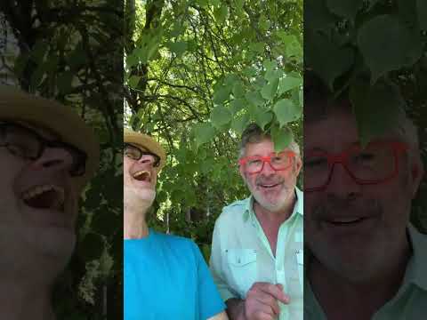 #shorts Recommendations for a fragrant Linden tree please!