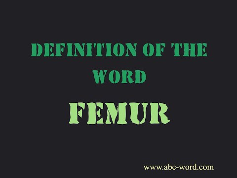 Definition of the word "Femur"