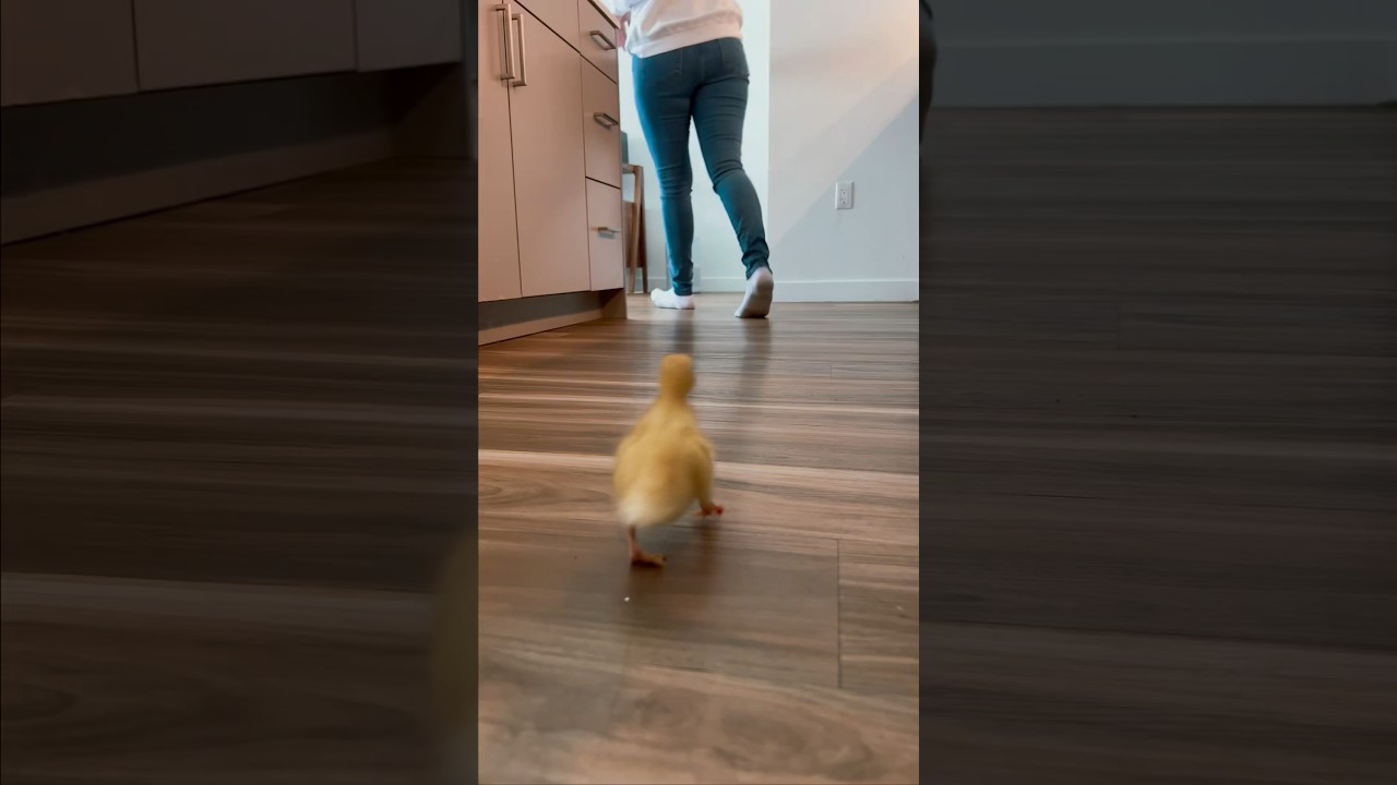 Running Duck #shorts #petduck