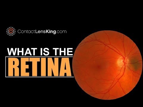 The Retina | What is the Retina and What is its Function?
