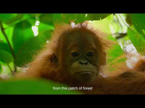 How sustainable logging in well-managed forests can help protect wildlife