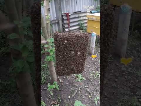 The highest experienced beekeepers understand their bees' patterns and behaviors and can..