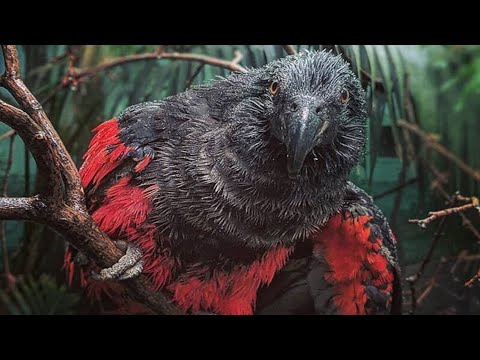 Dracula Parrot - Animal of the Week