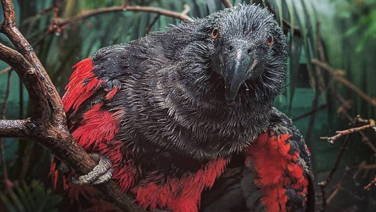 Dracula Parrot - Animal of the Week