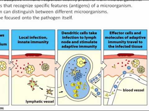 Immunology Spec tissues Lecture part 3 (of 5)