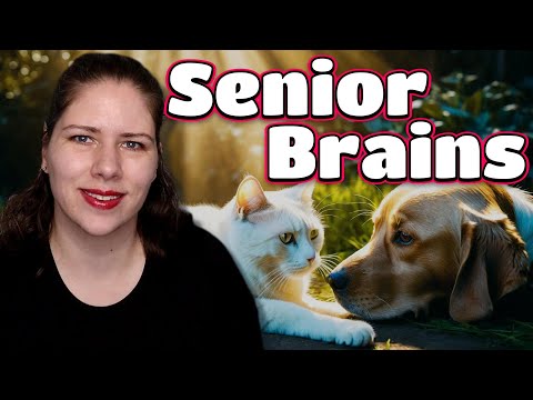 Caring for Aging Pets: Vet's Advice on Cognitive Dysfunction