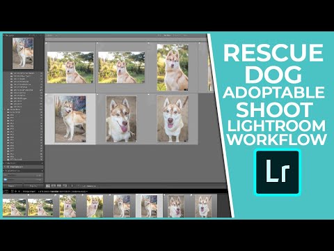 Rescue Dog Adoptable Shoot - Lightroom Workflow - Pet Photography Editing Tutorial