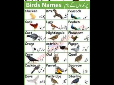 Birds name||پرندوں کے نام||English to urdu sentence#youtubeshorts#ytshorts#youtube