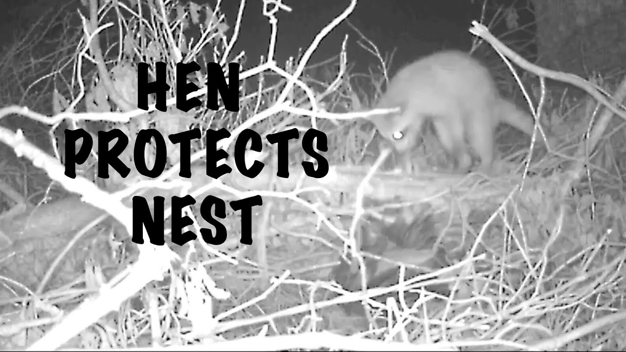 HEN protects her NEST from PREDATORS