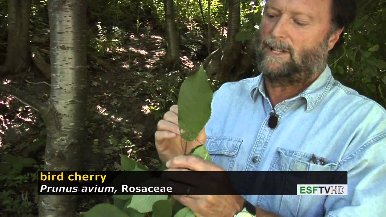 Trees with Don Leopold - bird cherry