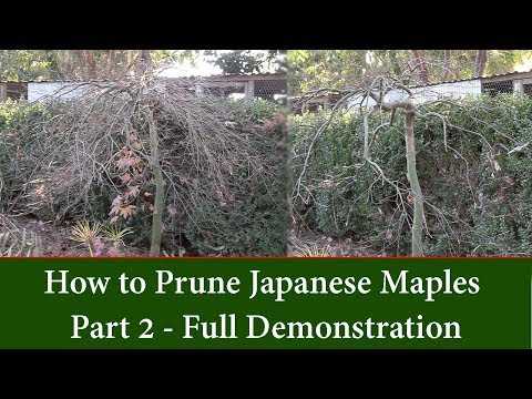 How and When to Prune Japanese Maples - Trim Cut leaf Maples Part 2 - Full Demonstration