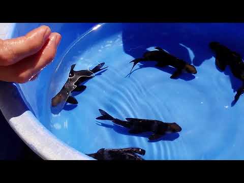 High Fin Banded Shark - #3 Best Algae Eating Fish for Ponds