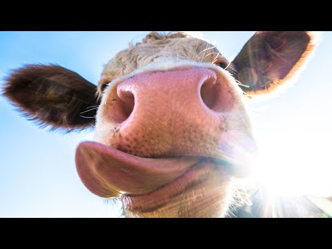 'The Gentle Barn' animal sanctuary