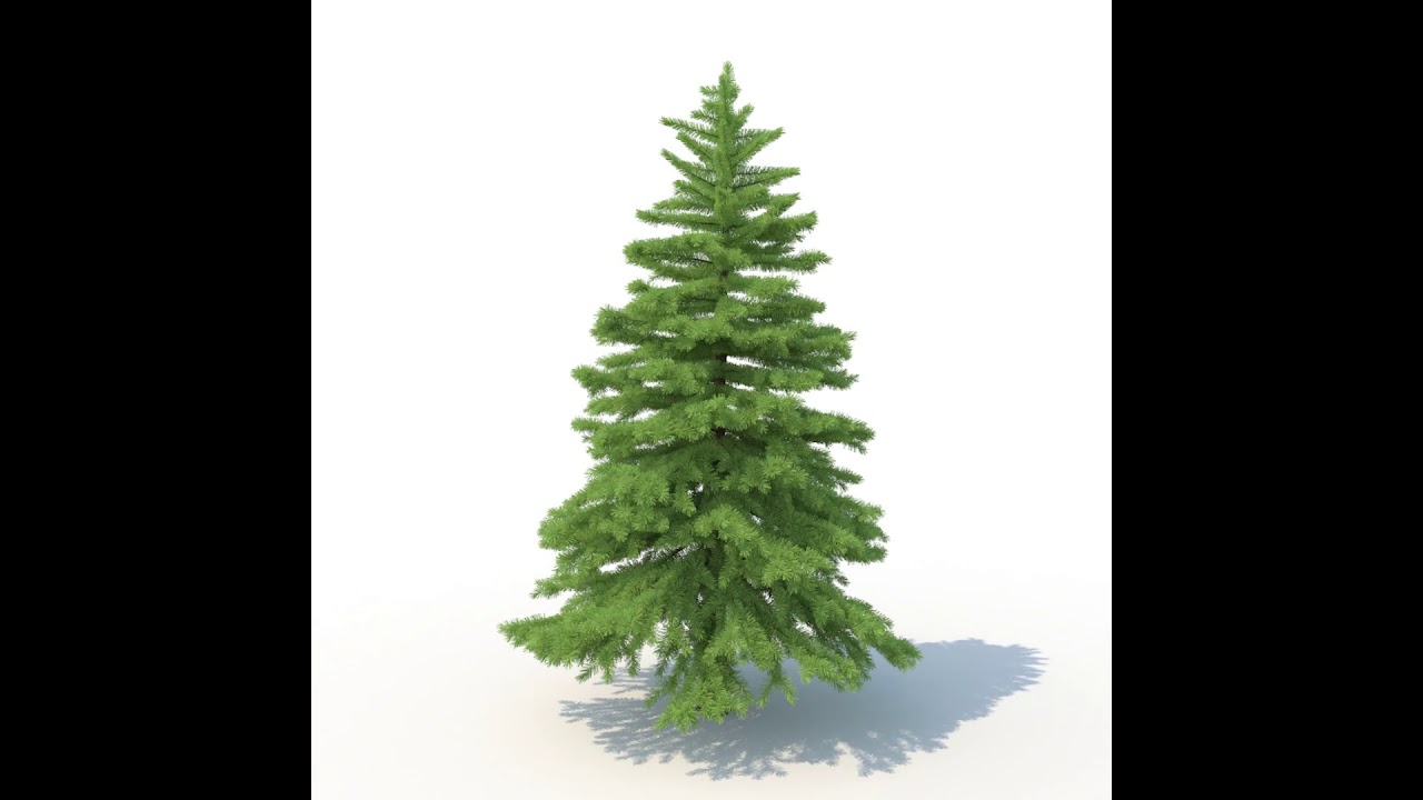 Spruce Tree 3d model No 2