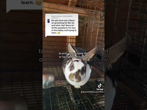 How We Groom Rabbits Before Show