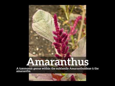 How to Say Amaranthus in English? | What is Amaranthus? | How Does Amaranthus Look?