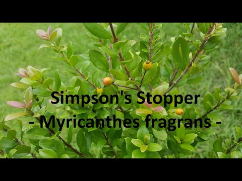 Simpson's Stopper - Myricanthes fragrans